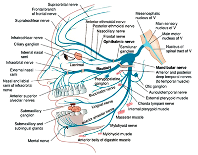 Trigeminal nerve - RME